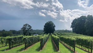 Marked Tree Vineyard - Visitors Information Center | Hendersonville, NC